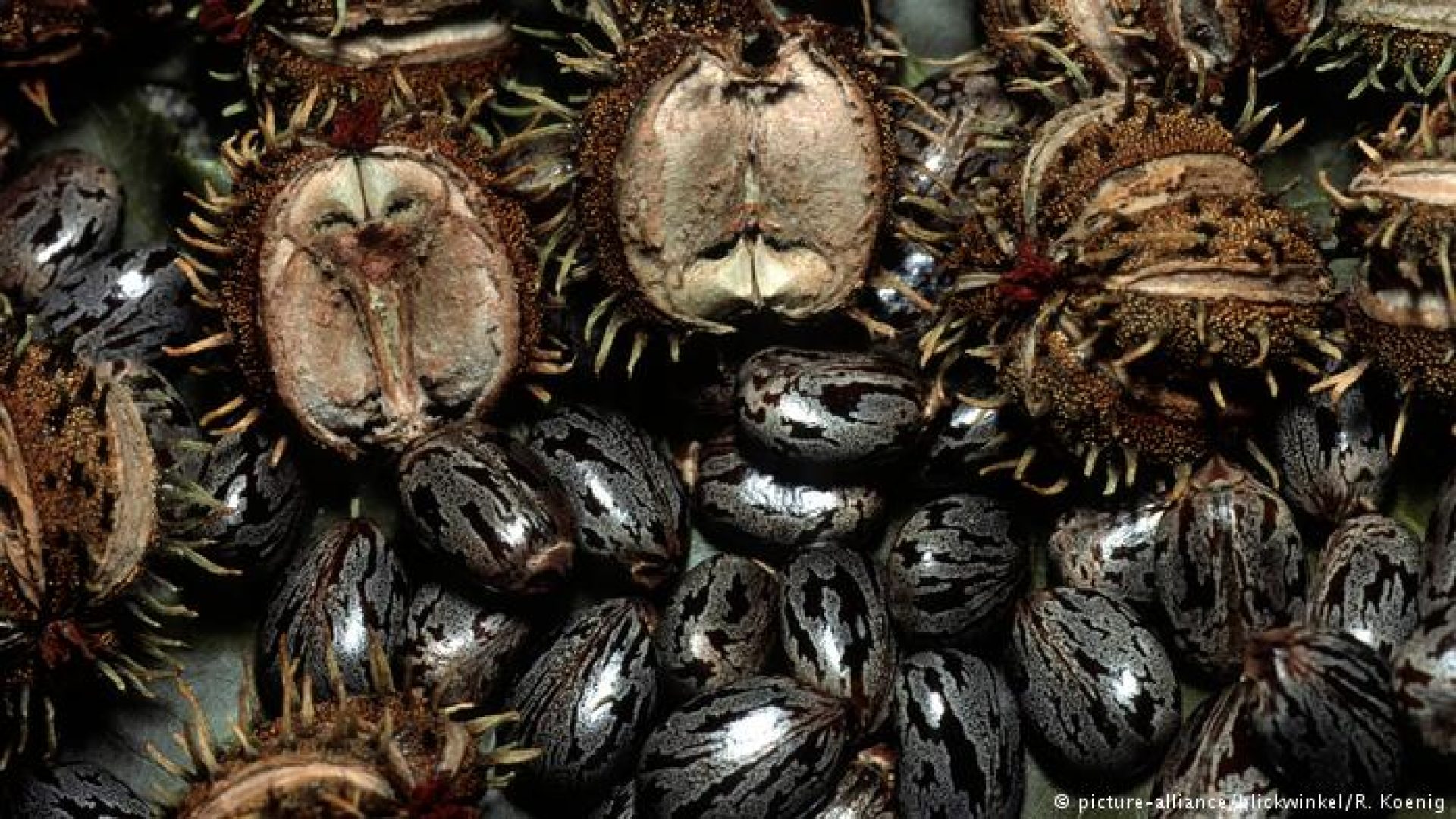 Authorities Say They Have A Suspect in Ricin Attack on Pentagon and Trump