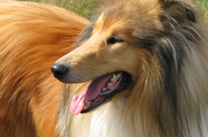 From Human to Canine: Man's $20K Border Collie Makeover Draws Attention ...