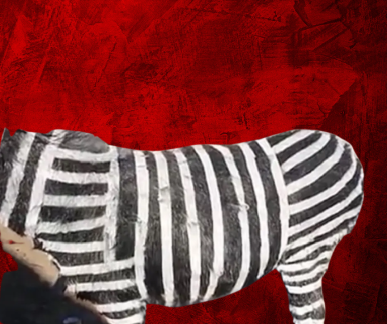 Chinese Zoo Sparks Outrage Over Alleged Fake Zebra Controversy