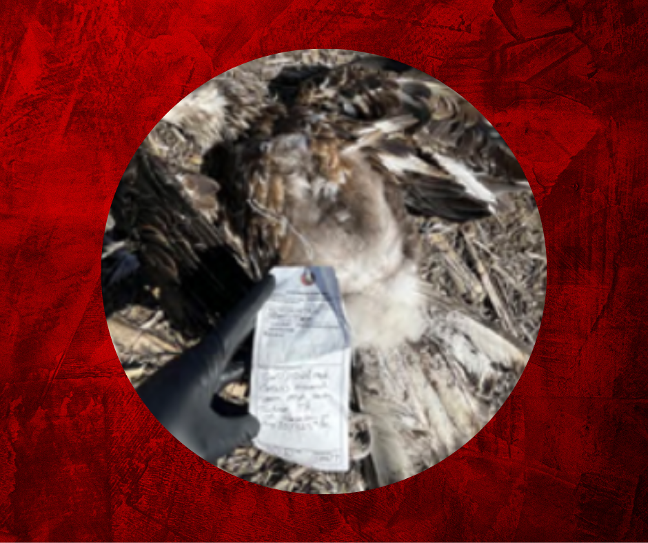 Minnesota Wind Project Penalized After Bald Eagle Death